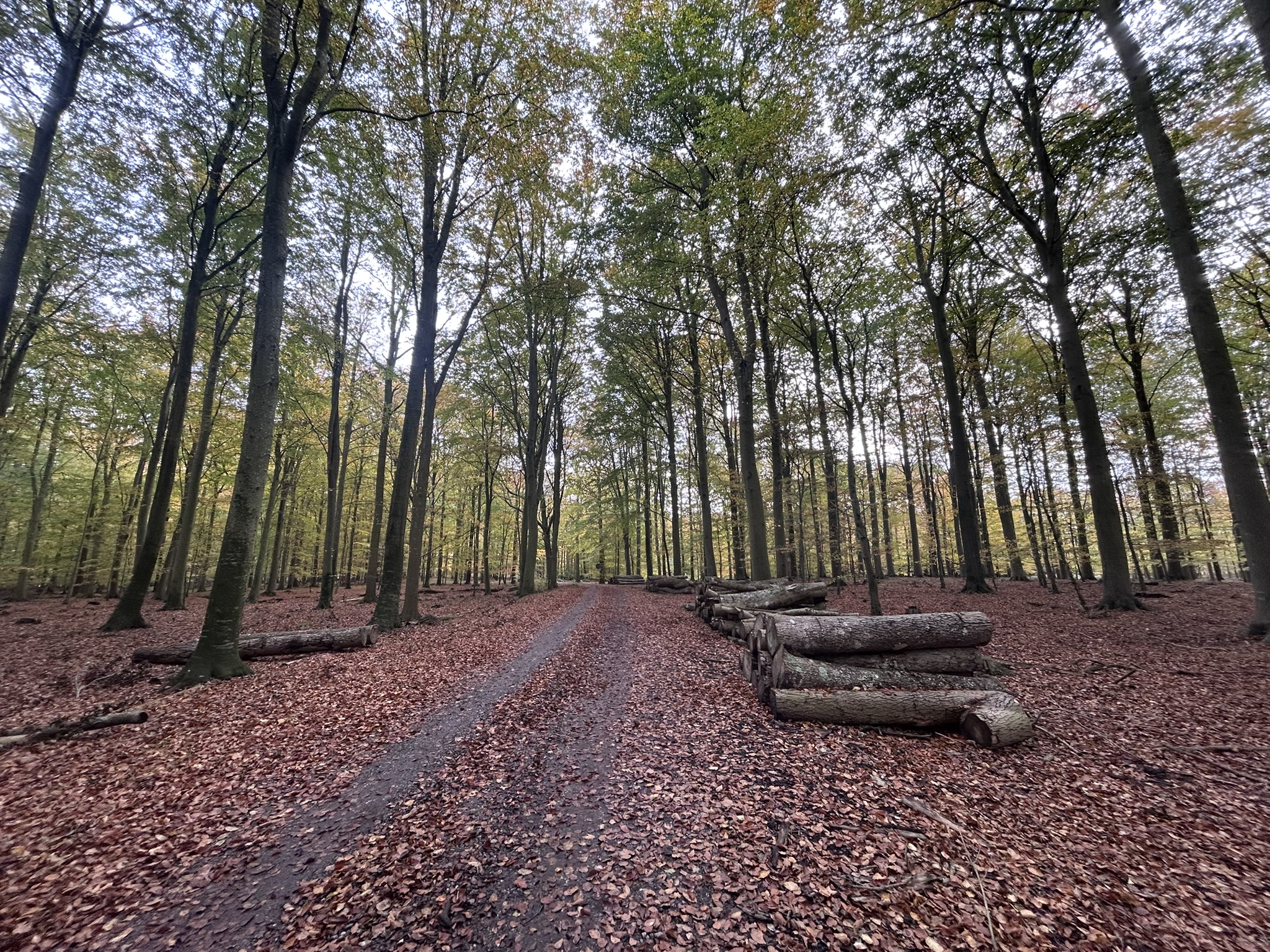 Brattingsborg Gods - Find og køb brænde i Brattingsborg Skov